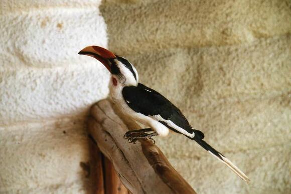 What Kind of Bird Is Zazu? The Real Story Behind the Character - NewsBreak