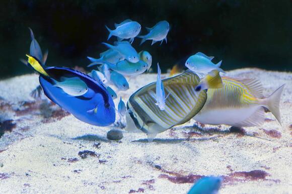 What Kind of Fish Is Dory? Real Species Explained - NewsBreak