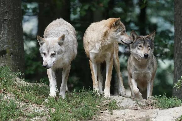 The Zodiac Signs That Wolves Are Mysteriously Drawn To (And the Ancient ...