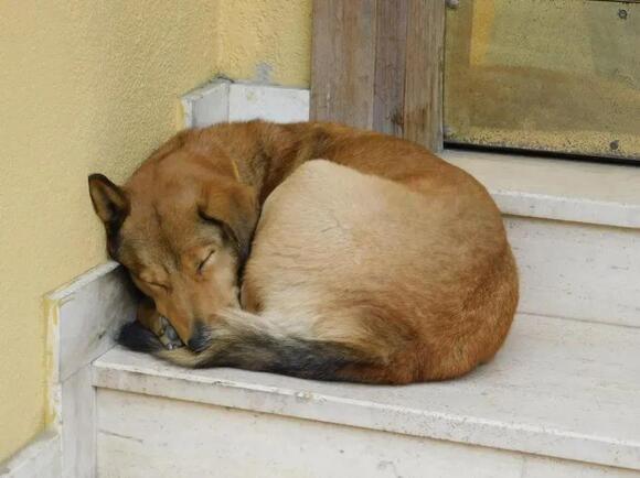 What Your Dog’s Sleeping Position Reveals About Past Abuse They’ve ...