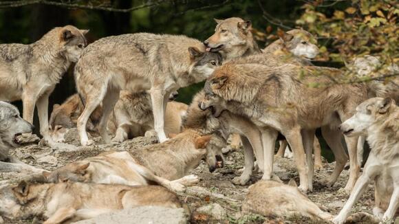 Researchers Confirm One of North America’s Biggest Wolf Packs in ...