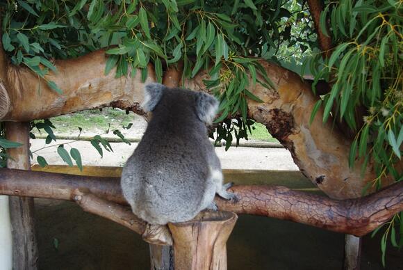10 Ways Koalas Are Affected by Climate Change - NewsBreak