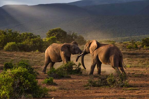 Why Elephants Mourn Their Dead Just Like Humans Do - NewsBreak