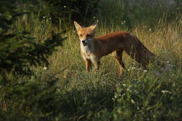 Chernobyl's wildlife 'oasis' after 1986 nuclear disaster now threatened ...