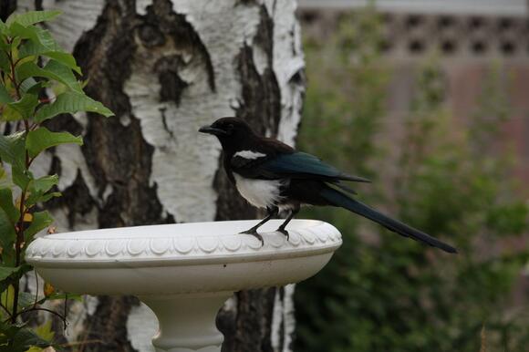 6 Easy Ways to Attract Beautiful Birds to Your Backyard Naturally ...