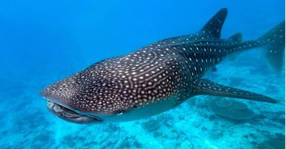 The 10 Animals With the Toughest Skin (and How It Helps Them Survive ...