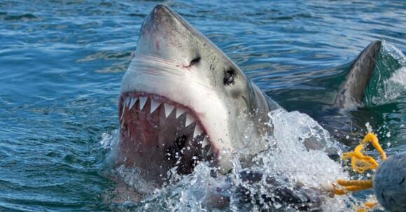 How Deep Can Great White Sharks Dive and What’s Their Deep Sea Prey?