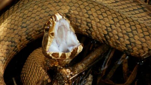 What Makes the Water Moccasin So Misunderstood - NewsBreak