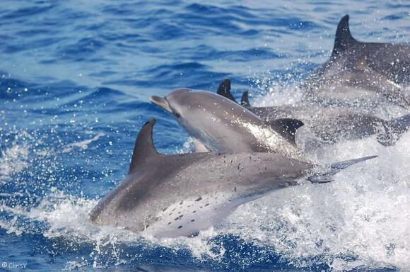 The Way Dolphins Play With Bubbles Will Melt You - NewsBreak