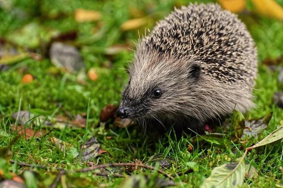How to Make Your Garden Safe for Foraging Nocturnal Wildlife - NewsBreak