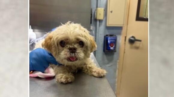 Missing Florida Dog Found More Than 1,000 Miles From Home in New York ...