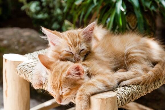 How Your Cat’s Sleeping Position Reflects Your Relationship - NewsBreak