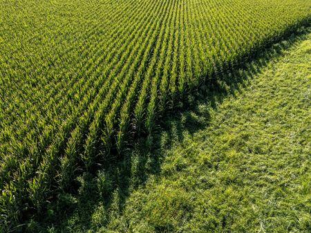 As US agriculture flails, farmers see big corn acres as best bet to ...