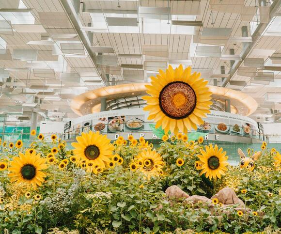 World's largest airport sunflower exhibit to showcase more than 5000 ...