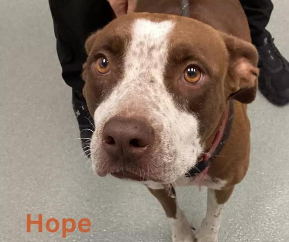 Help Abilene’s Dogs Find Loving Homes Before Time Runs Out - NewsBreak