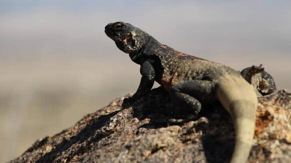 These Creatures Survive the Hottest Places in America - NewsBreak