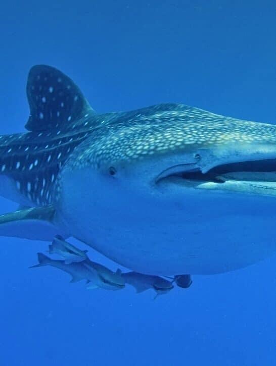Best Places to Dive with Whale Sharks – Guaranteed - NewsBreak