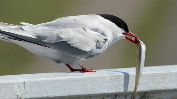 13 Birds That Migrate Across Continents - NewsBreak