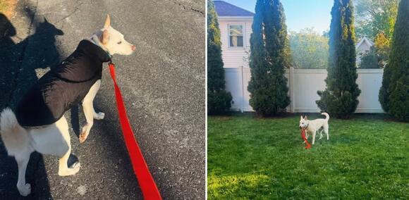 House-Trained, Cuddle-Ready, & Still Overlooked: Meet Foster - NewsBreak