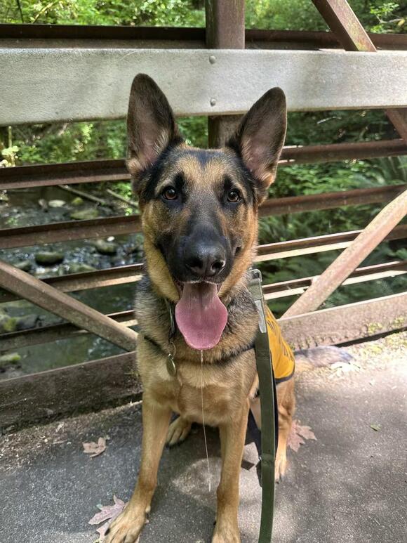 🐶 Playful, Loyal & Loving Dogs Ready for Adoption in Lacey - NewsBreak