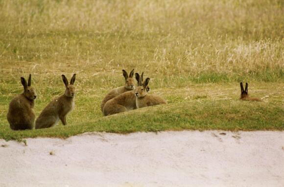The Irish Hare: A Native Running Through Myth, Land, and Legend - NewsBreak