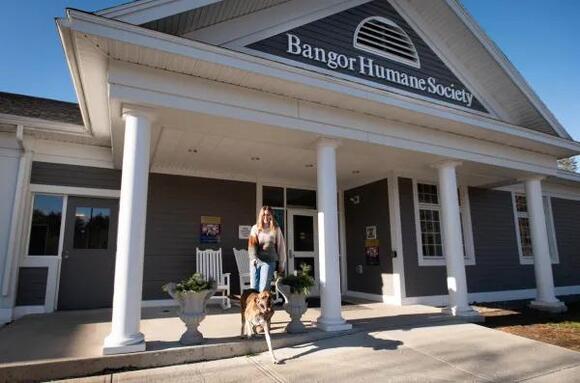 Unwanted dogs adopted during the pandemic are flooding Bangor’s animal ...