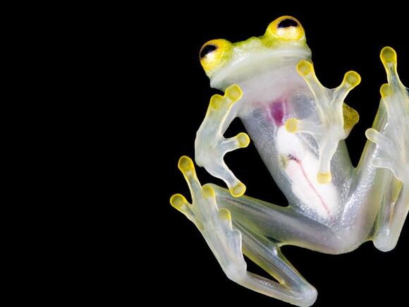 15 Unbelievable Transparent Animals That Actually Exist on Earth ...
