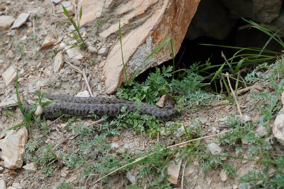24 Species of Gloydius (Asian Pit Vipers) You Need to Know - NewsBreak