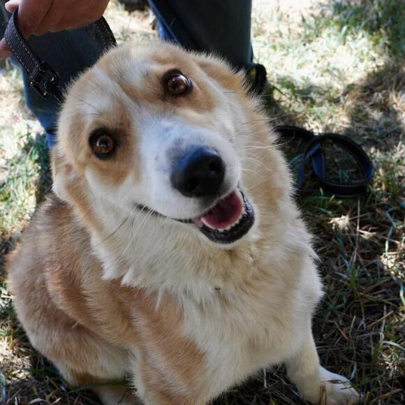 🐶 Playful, Loyal & Loving Dogs Ready for Adoption in Pagosa Springs ...