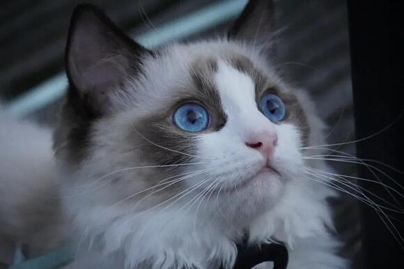 8 Cat Breeds Known for Their Unique Quirks and Affectionate Natures ...
