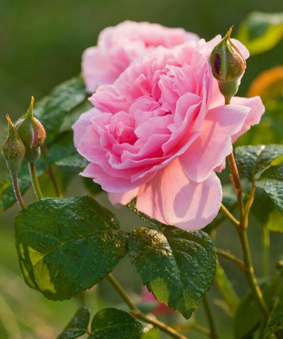 7 plants to deadhead in July – for an abundant display of blooms to enjoy