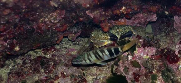 The Deep Sea Holds Creatures That Defy All Imagination - NewsBreak