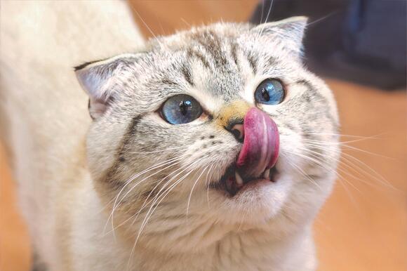 10 Cat Breeds That Are Best for Elderly Owners - NewsBreak