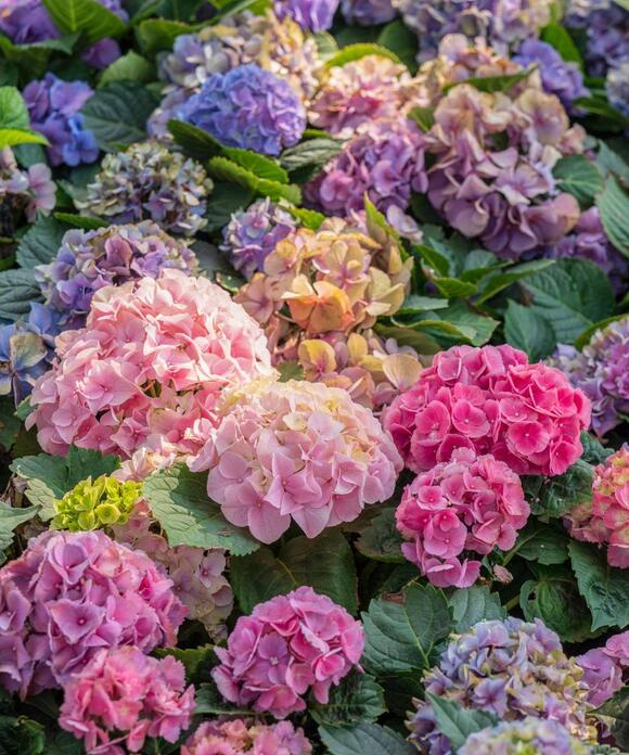Martha Stewart's hydrangeas are 'one of the easiest plants to grow ...