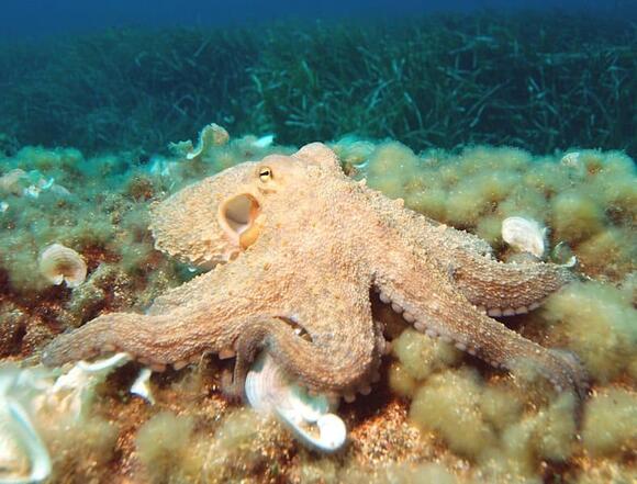 Why 2025 Was the “Year of the Octopus” and a Massive Octopus Bloom ...