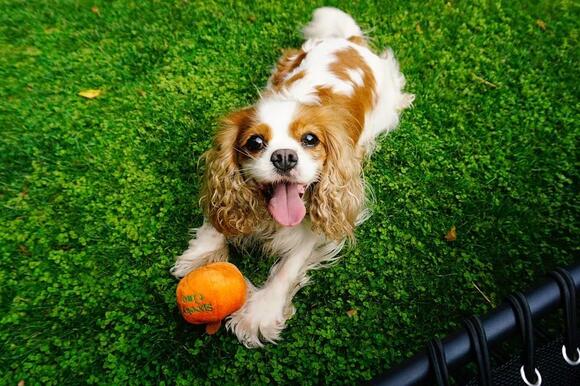 Which Dog Breed Will Heal Your Soul Based on Your Zodiac Rising Sign ...