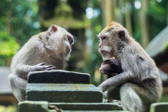 The Sounds We Don’t Hear: How Animal Communication Changes Our Morality ...