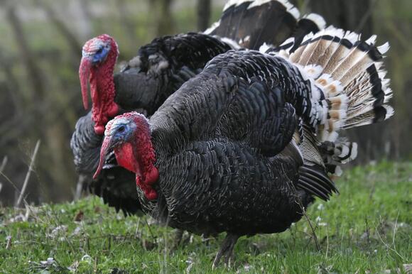 Meet The 20 Most Popular Animals Of Michigan - NewsBreak