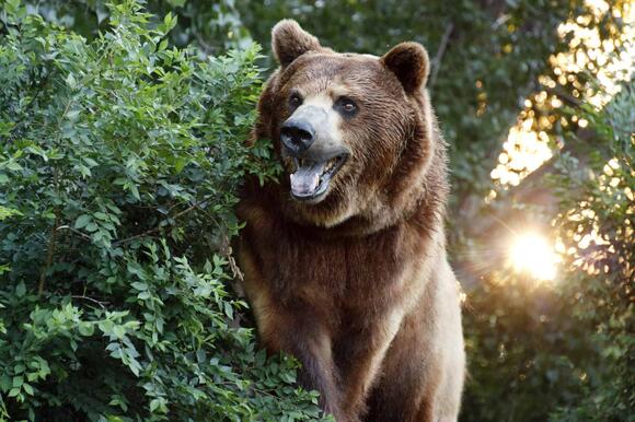 How Grizzly Bears Use Their Massive Strength to Hunt and Survive ...