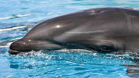 The Ganges River Dolphin Fight Against Pollution and Habitat Loss ...
