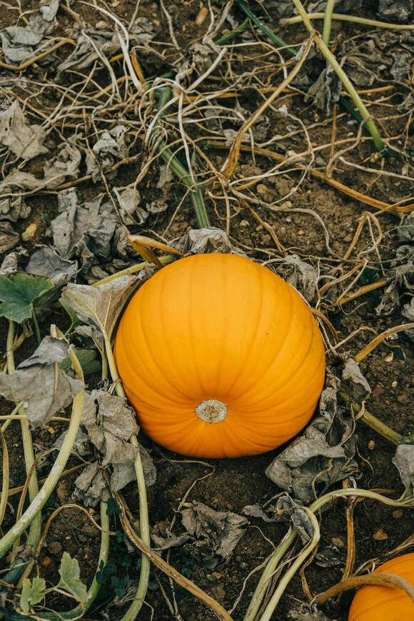 Pumpkin Power: Copperas Cove Wants Your Best Carvings! - NewsBreak