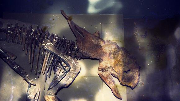 5 Survival Secrets Scientists Discovered in 65-Million-Year-Old Fossils ...