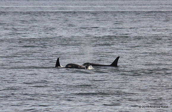 The Science Behind Orca Dialects and Family Bonds - NewsBreak