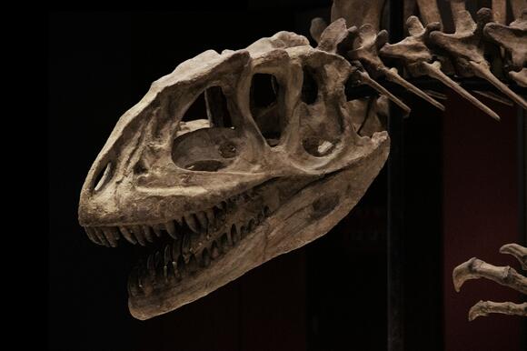 Inside the Fossil Halls of the Smithsonian in Washington, D.C. - NewsBreak