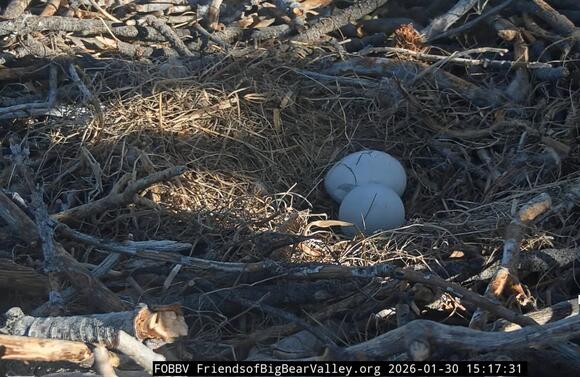 Sad Update from Big Bear: One Egg Lost, Hope Remains for the Other ...