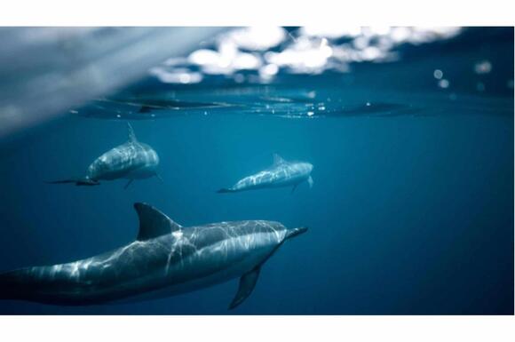 The Role of Marine Biology in Climate Change Research - NewsBreak
