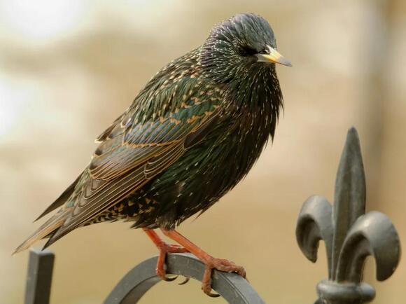 7 Black Birds You’ll Actually See in Parking Lots (And How to Tell Them ...