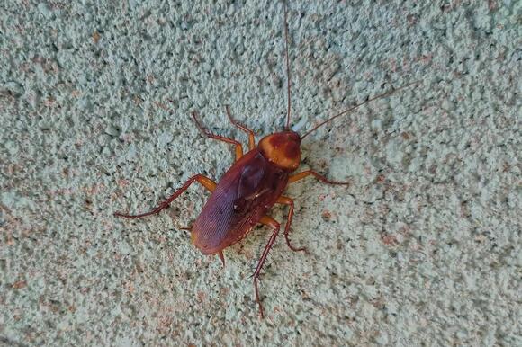 New Mexico Man Accused of Killing 2 Victims Tells Police a Cockroach ...