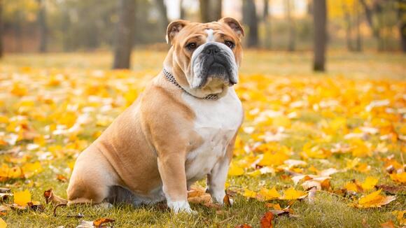 Butler University Bulldog Goes Head to Head with Purdue Mascot During ...