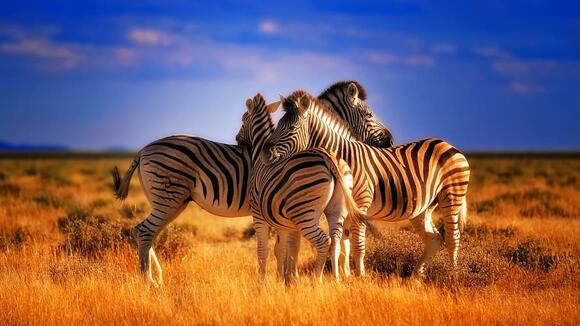 Male vs Female Zebras: 6 Key Differences - NewsBreak